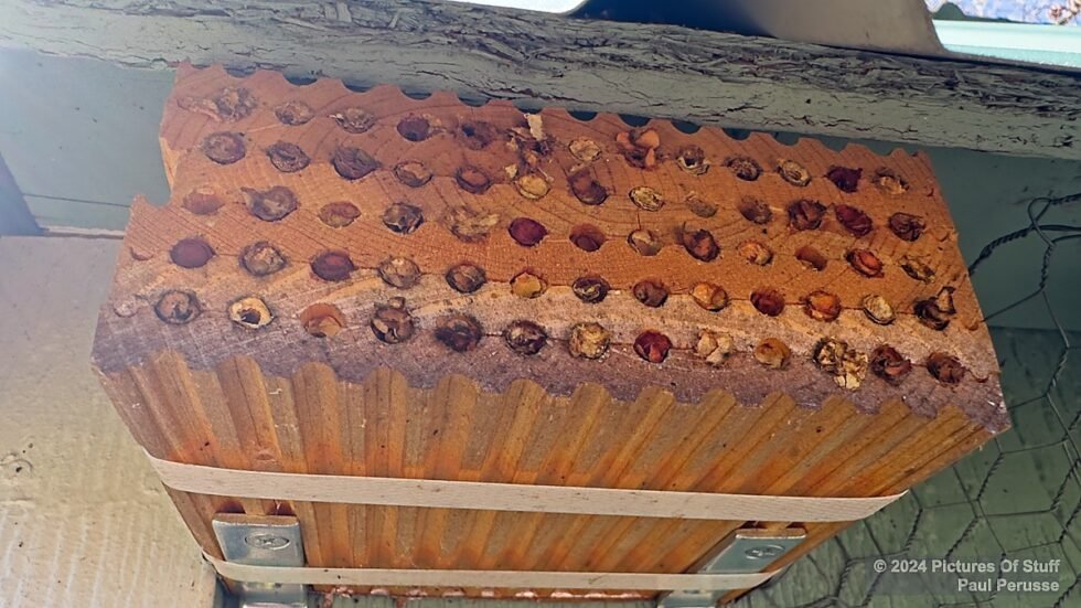 Preparing for the Emergence of Leafcutter Bees